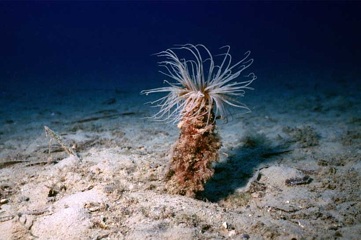 Celenterati/Antozoi Esacoralli/51 Cerianthus membranaceus