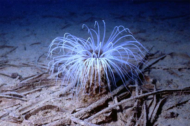 Celenterati/Introduzione/02 Cerianthus membranaceus